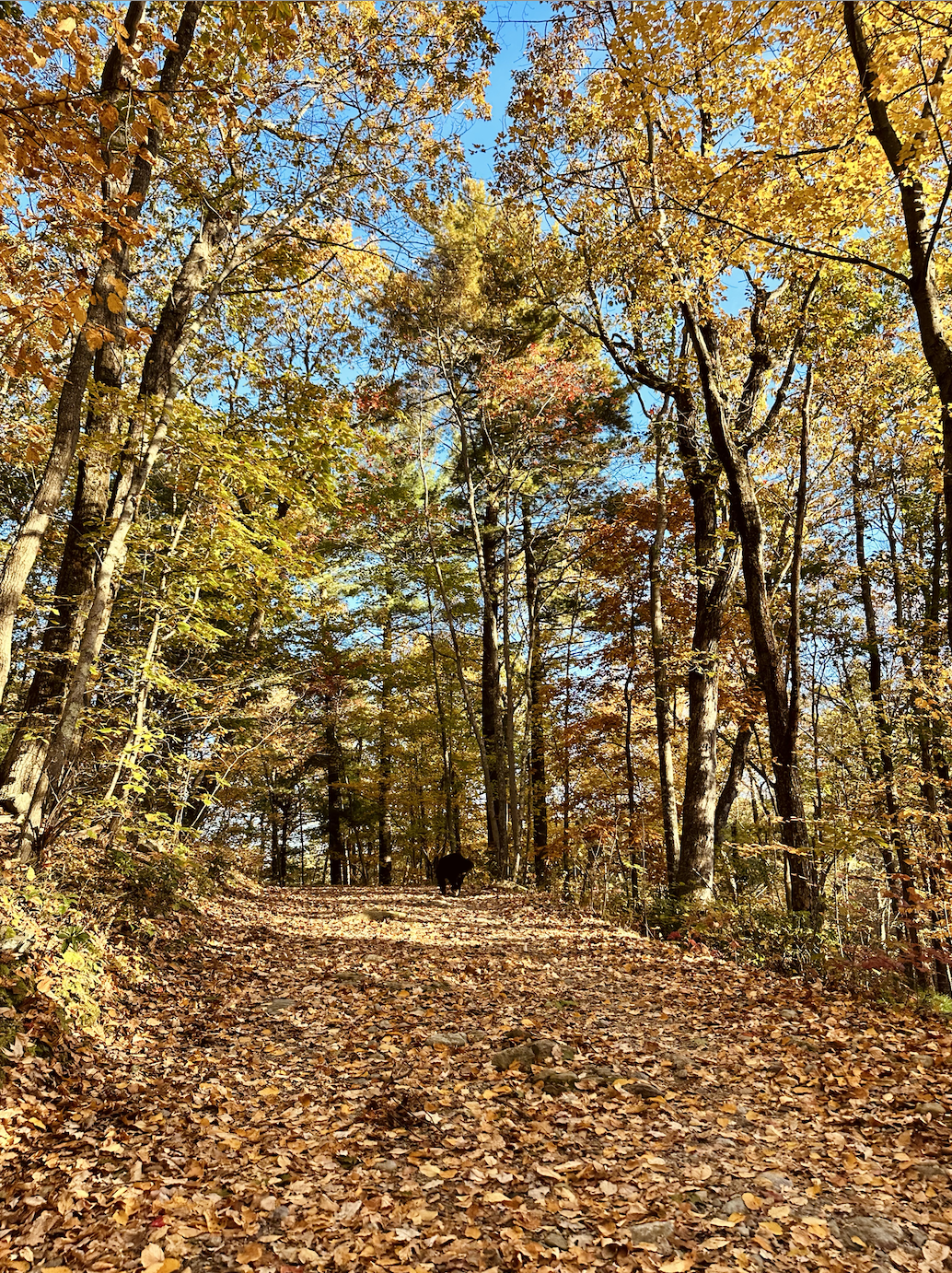 About — Mandy Taheri